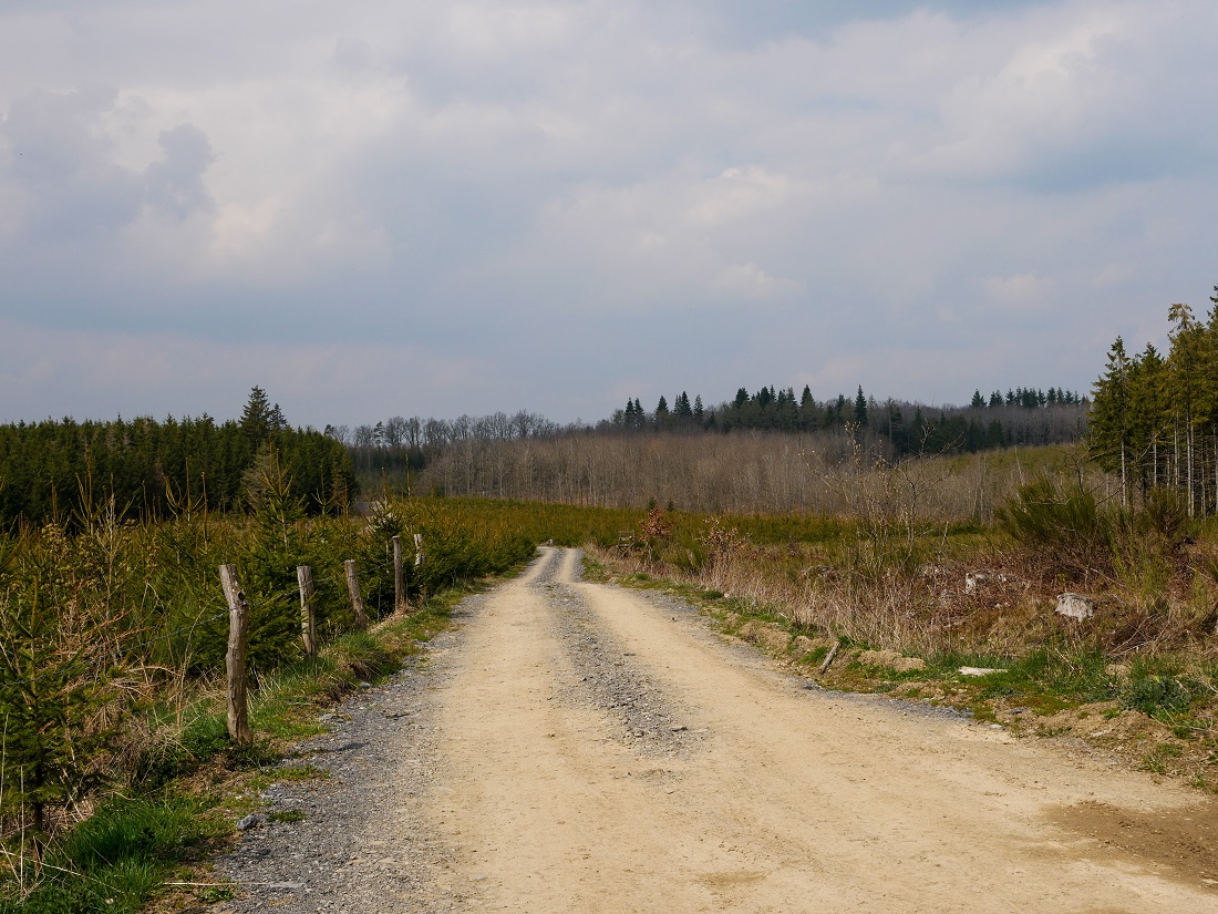 Randonnée dans la Forêt d’Anlier, à la recherche de la cigogne noire ...